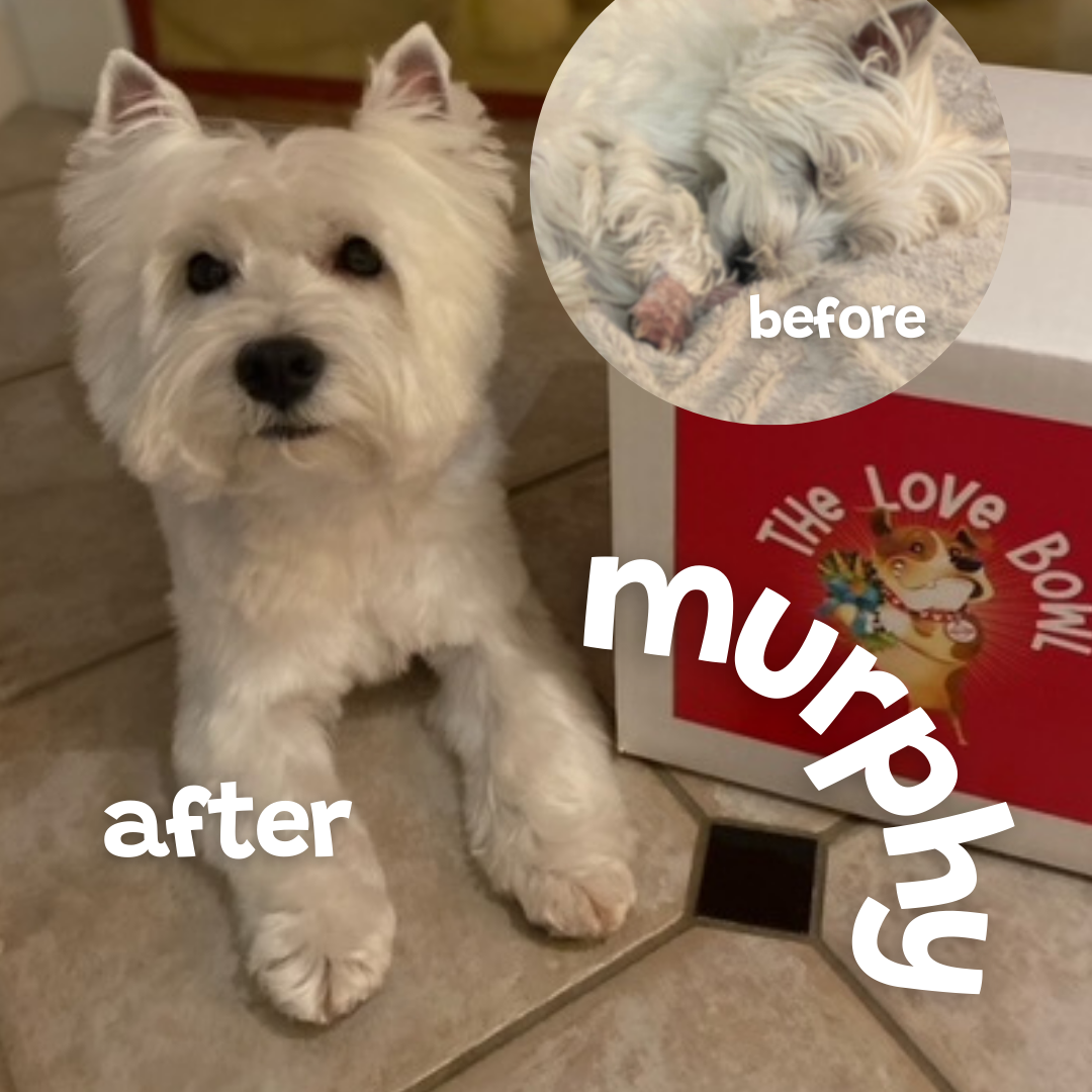 Murphy - Skin and Paw Success Story – Virchew Shop